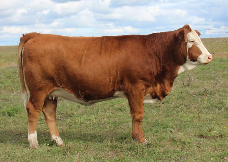 Maple Lake Stock Farms | FEMALES > SIMMENTAL